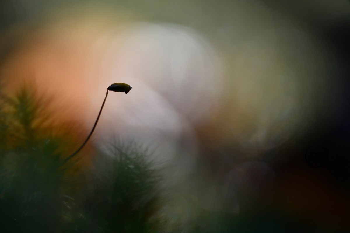 Moose | Creative Macro Art by Susen D.